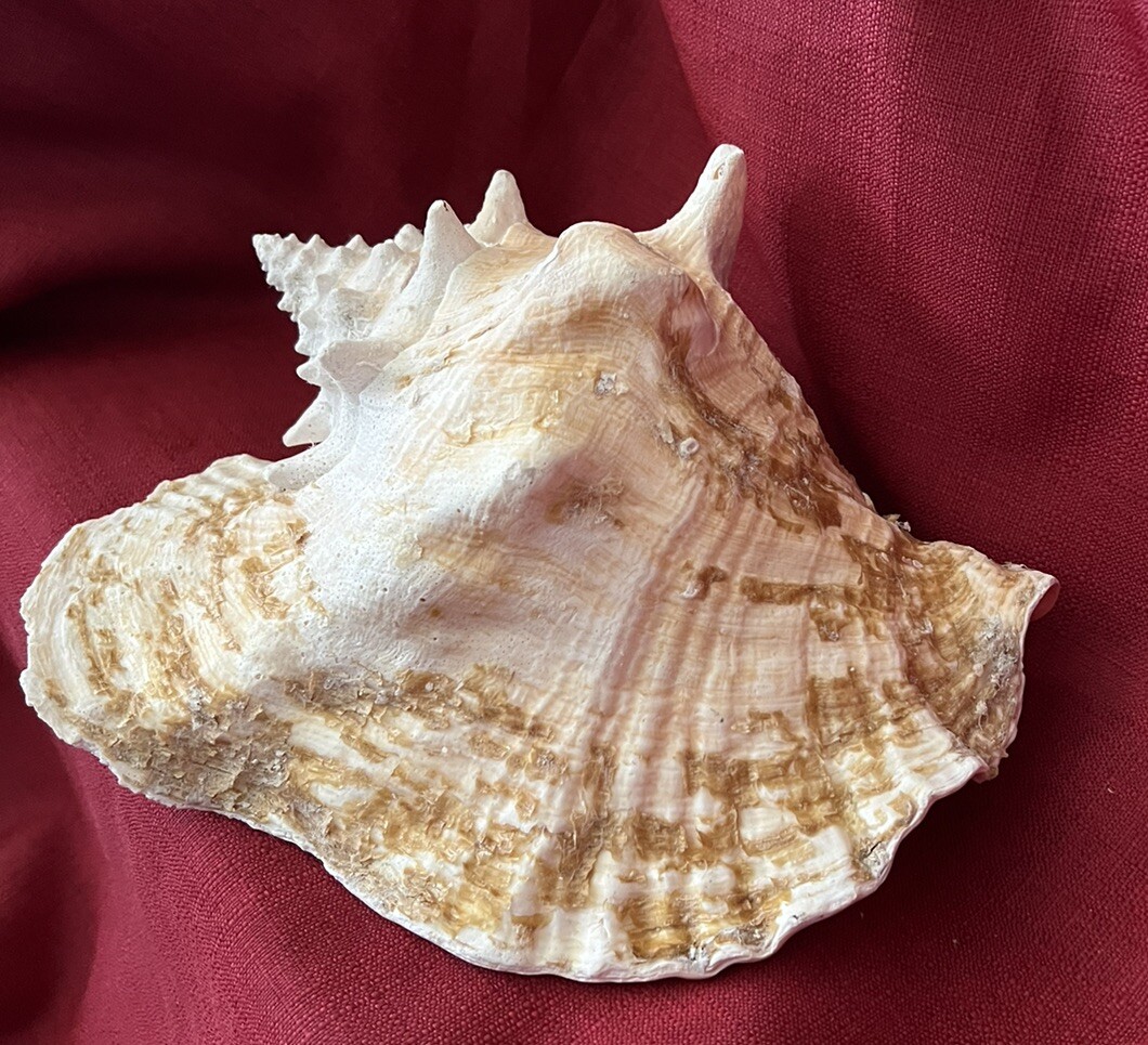 Conch For Sale - MAVIN