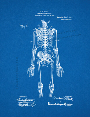 Anatomical Skeleton Patent Print Blueprint | eBay