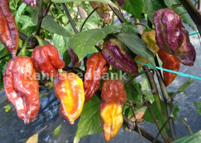 Pink Tiger X Yaki Blue - A Stunning Hot Chilli Variety - Australian ...