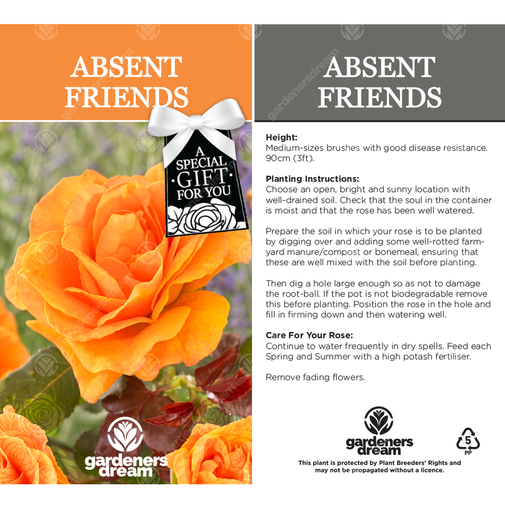 Absent Friend Rose - Absent Friend Gift - Live Rose Bush Plant | eBay UK