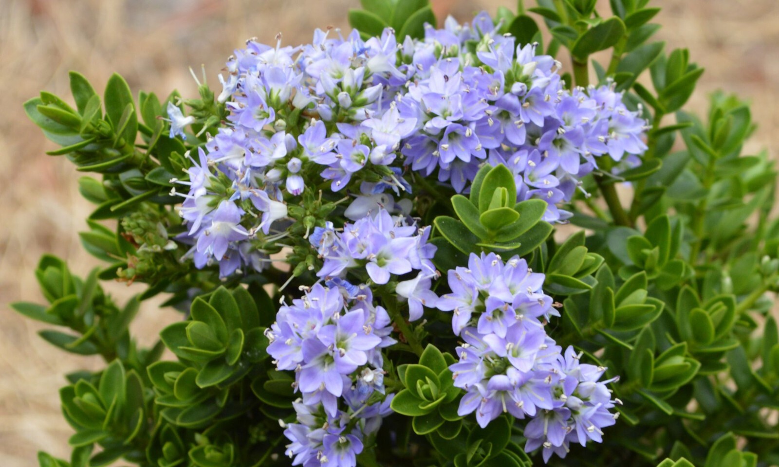 HEBE SHRUB SUMMER BLUE EVERGREEN HARDY VERONICA BLUE WHITE FLOWERS 9CM ...