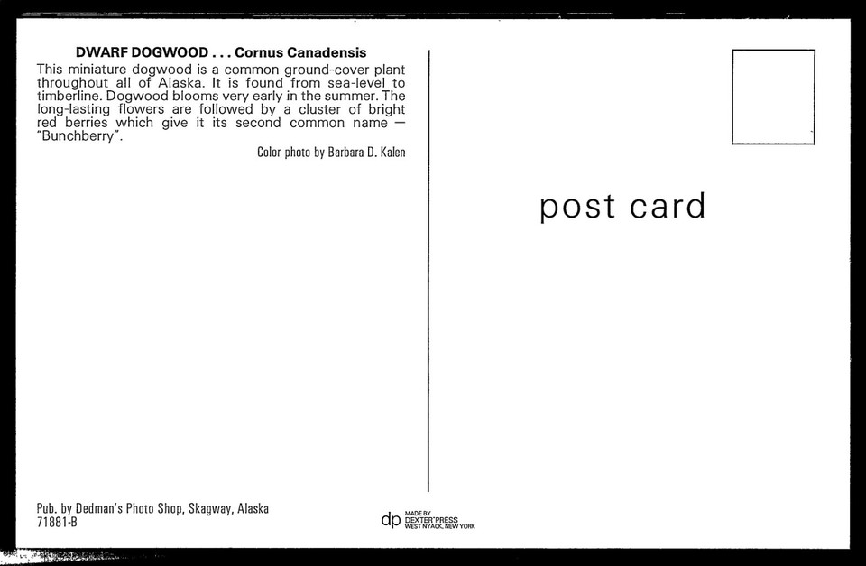 Postcard: Dwarf Dogwood, Cornus Canadensis, Dedman's, Dexter, Chrome ...