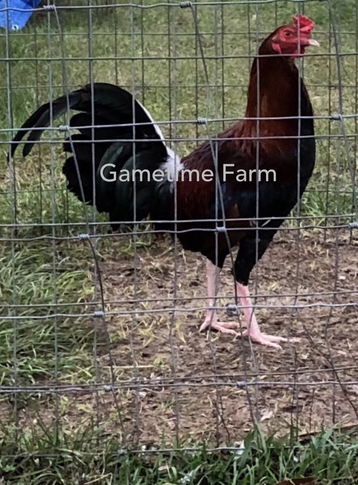 8 + Pure Gamefowl Hatching Egg Assortment Pure Spangled Hatch and pure ...