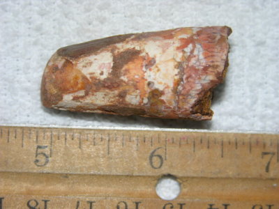 Dinosaur fossil tooth Spinosaurus Cretaceous Era bigger 1.5 inch long ...