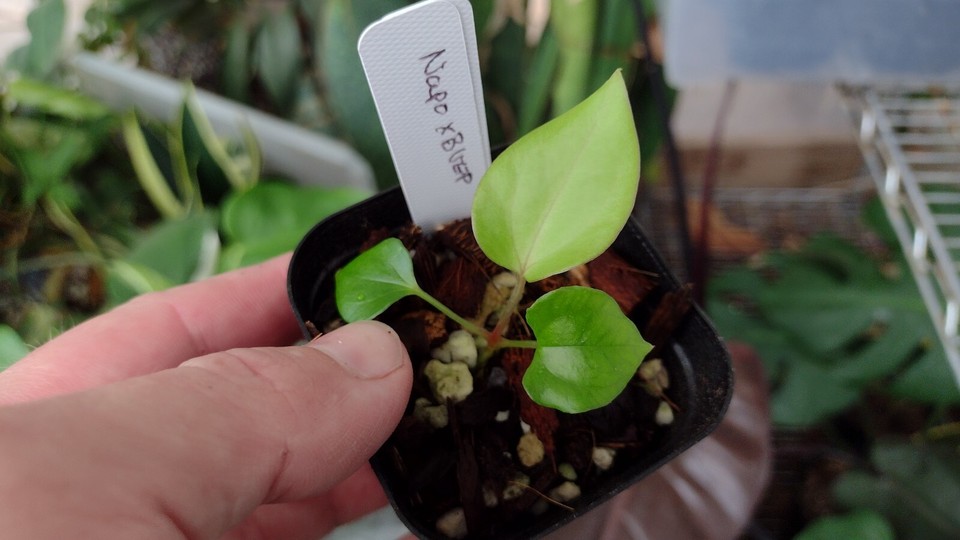 Anthurium sp. Napo X BVEP seedling | eBay