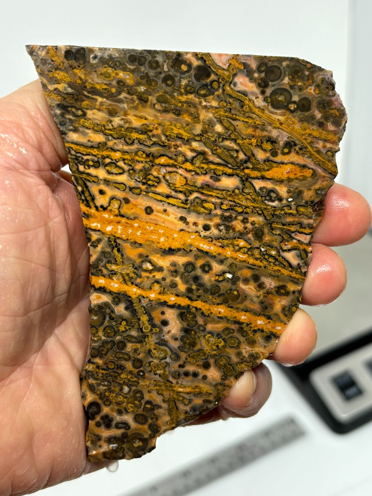 Orbicular Leopard Skin Jasper Slab Lapidary Cabbing Combo Ship Avail | eBay