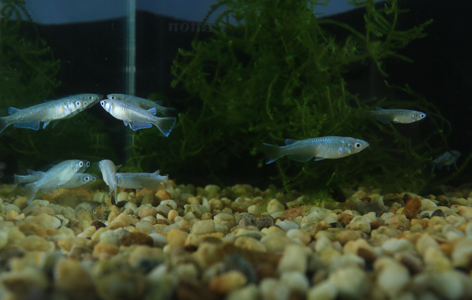 8 Miyuki Medaka, Platinum Blue Japanese Rice Fish, Easy Hardy Aquarium ...