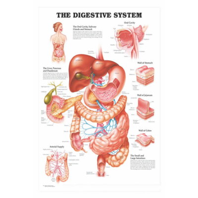 82375 Human Anatomy The Digestive System Medical Decor Wall Print ...