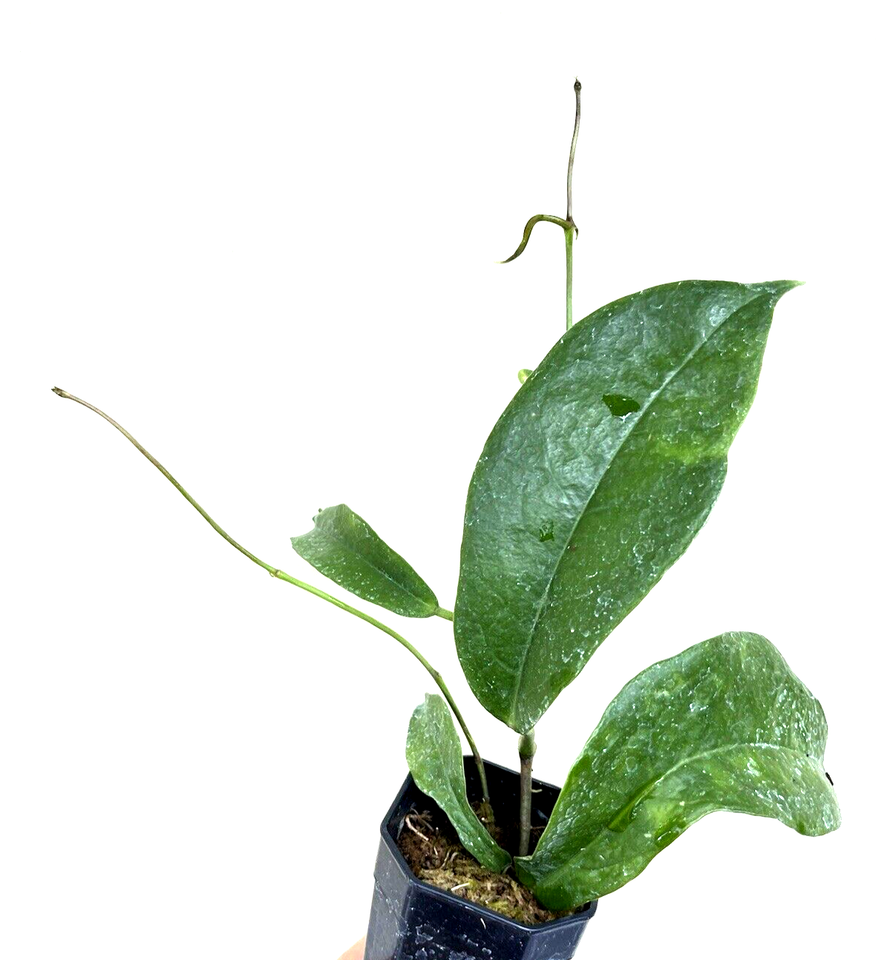 Hoya subcalva ( grape fragrance ) 8-15 inchs well rooted. | eBay