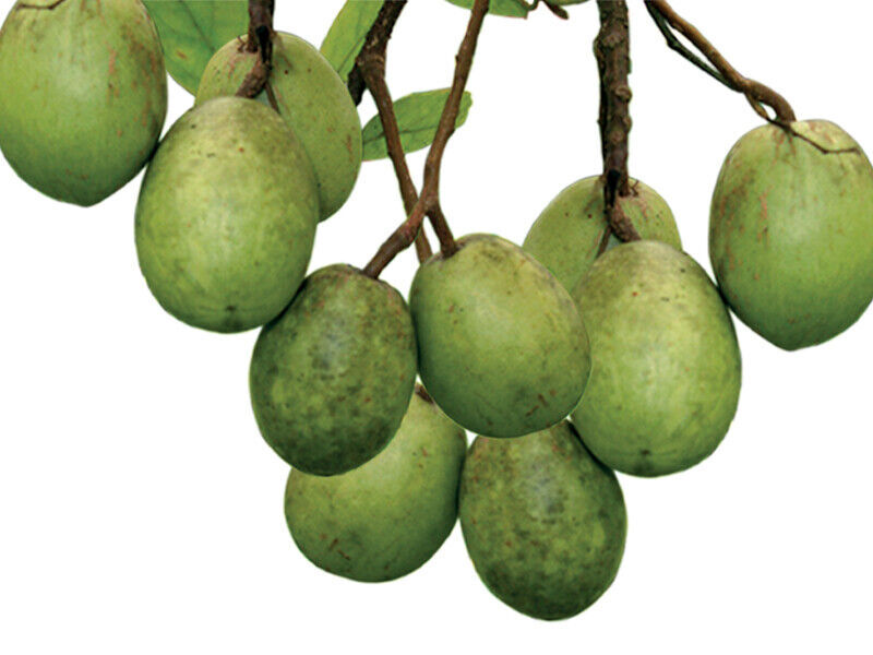 5 Olive Tree Seeds Canarium album Organic Fruit Seed | eBay