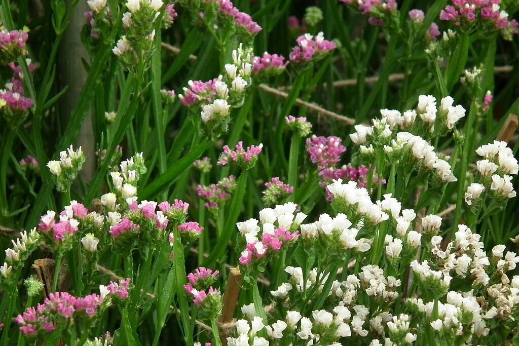 Statice- Pacific Mixed, 75 seeds | TSC: Heirloom & OP seeds, non-GMO ...