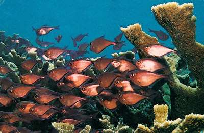 Postcard Fish Copper Sweepers Cayman Reef Tropical | eBay