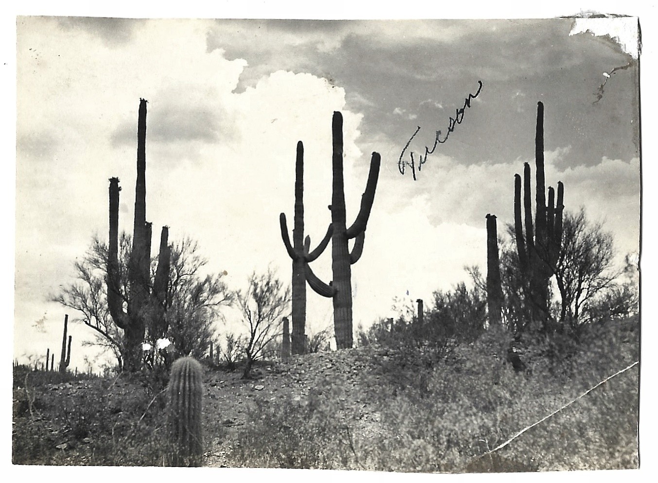 2 Vintage Old 1930s Photos of GIANT CACTUS Cacti in Desert Near Tucson ...