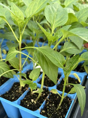 RED BEAUTY SWEET BELL LOT OF 3 Peppers LIVE PLANTS 75 Days Old | eBay