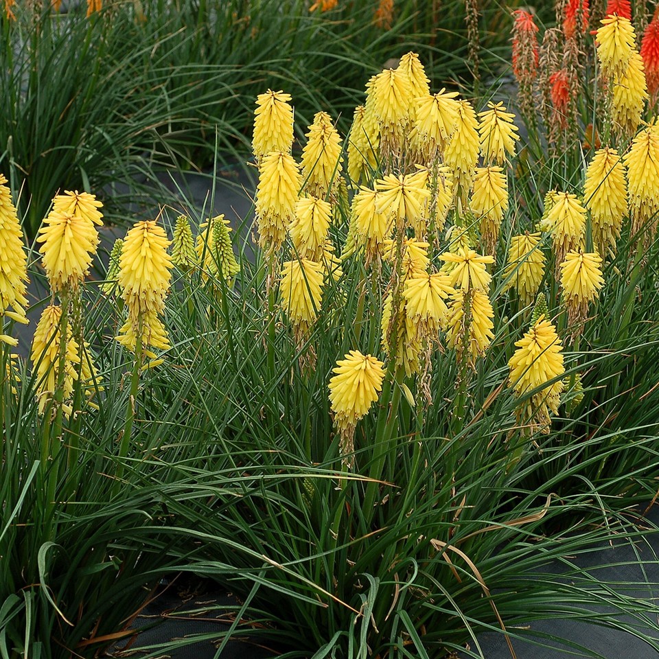 Kniphofia Banana Popsicle Plant in 9cm Pot - Rare Red Hot Poker Variety ...