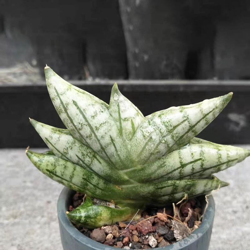5CM Succulent Cactus Plant Sansevieria Cylindrica Boncel Mini Home ...