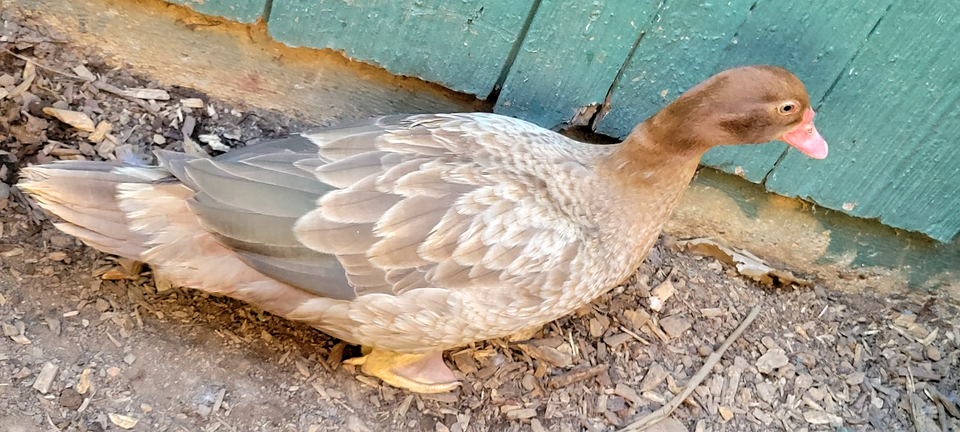 Muscovy Duck Eggs RIPPLE RARE Colors BRONZE BASED PATINA Porcelain ...