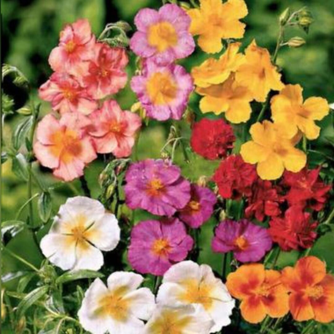HELIANTHEMUM nummularium f. mutabile (MIX)- 50 seeds /HP | eBay UK