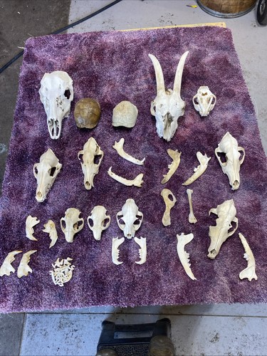 Real turtle goat coyote raccoon skulls novelty arts craft bone decor ...