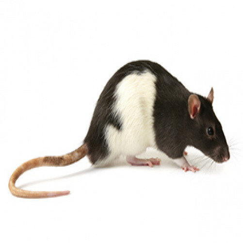 Frozen Feeder Rats for Reptiles - 9 different sizes - FREE SHIPPING | eBay