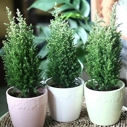]x4] Ellwoodii Dwarf Conifer | Chamaecyparis lawsonianna | Evergreen ...