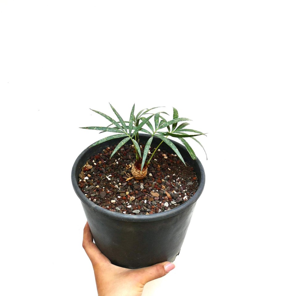 Cycas chevalieri 'Dak Rong, Vietnam' CA88 - Chevalier's cycad ...