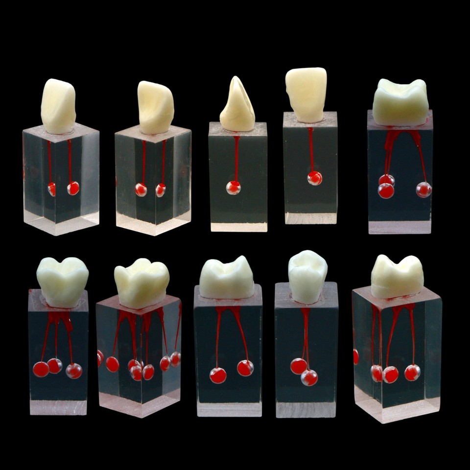 10Pcs Dental Root Canal Teeth Study Model Endodontic Rotary Files ...