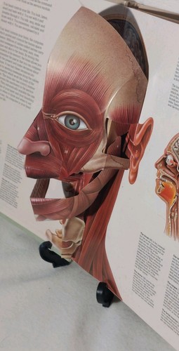Human Body by Jonathan Miller and David Pelham (1983, Pop-Up) 1st Ed | eBay