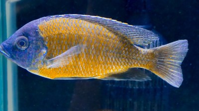 Red Fin Böyleyi Hap African Cichlid 1.5 - 2.5 inches | eBay