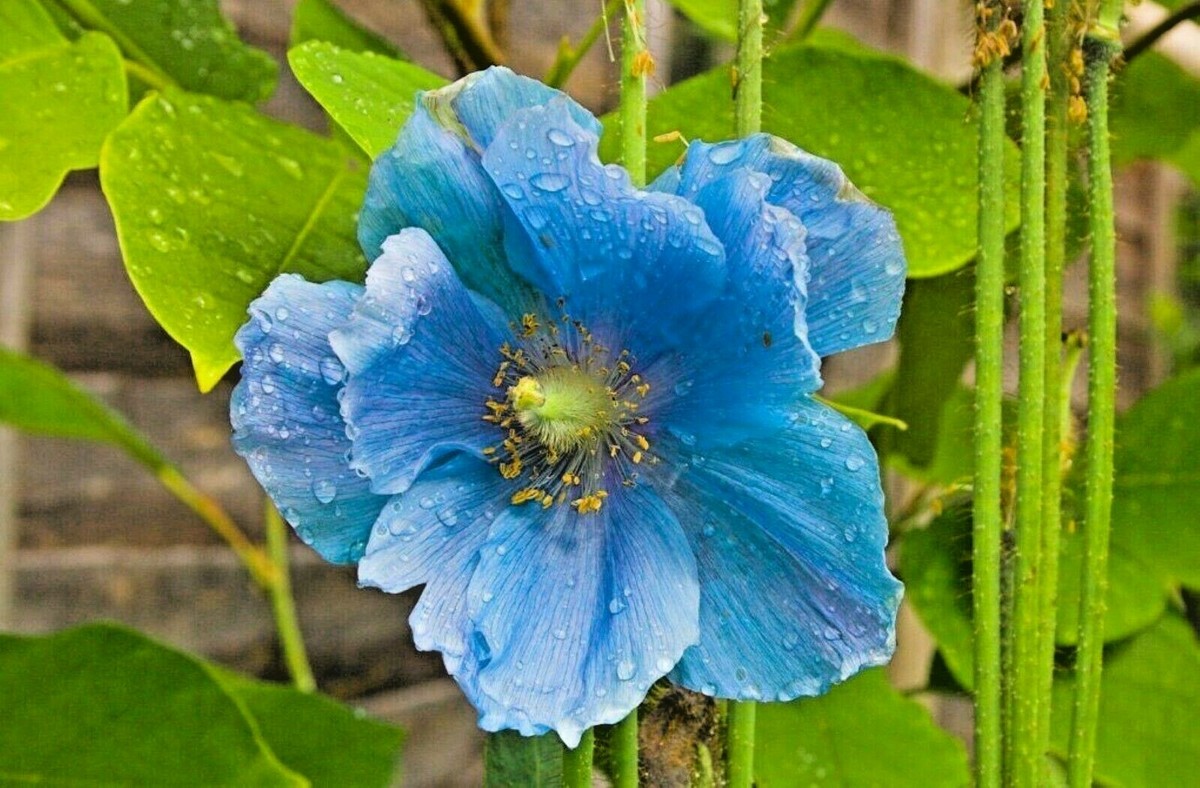 Blue Poppy Flower