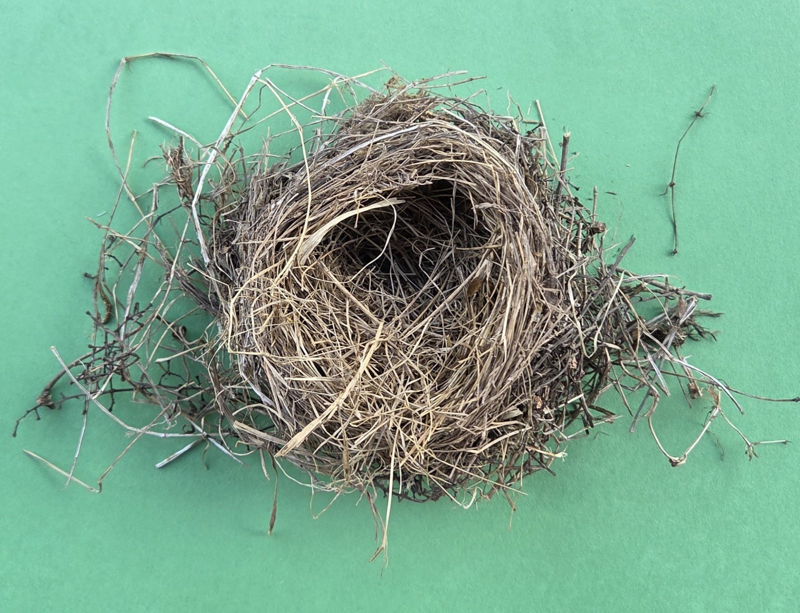 All Natural Birds Nest Made by Robin, Abandoned Bird Nest | eBay