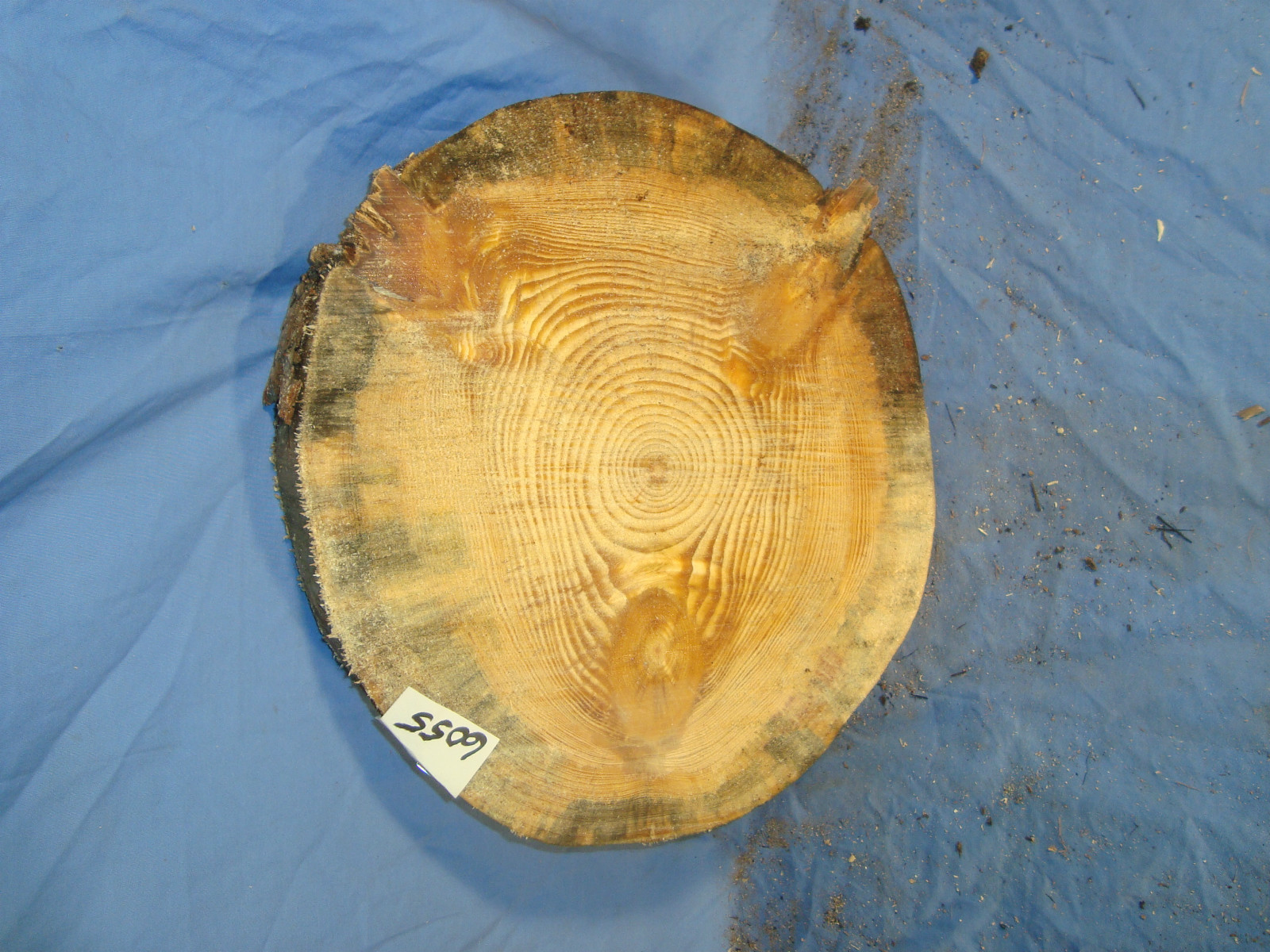 # 6055 thick spalted Austrian pine log slice rustic shelf slab band saw ...