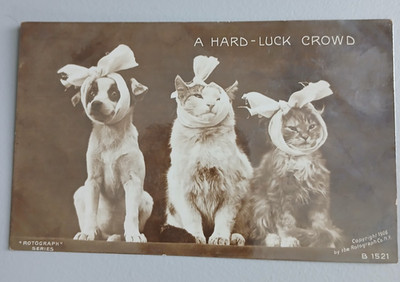 1906 Postcard "A Hard-Luck Crowd" Rotograph Series B1521 Cats Dog RPPC ...