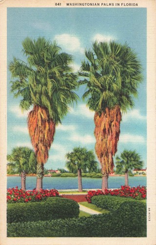 Stately Washingtonian Palm Trees in Florida, Vintage Postcard | eBay