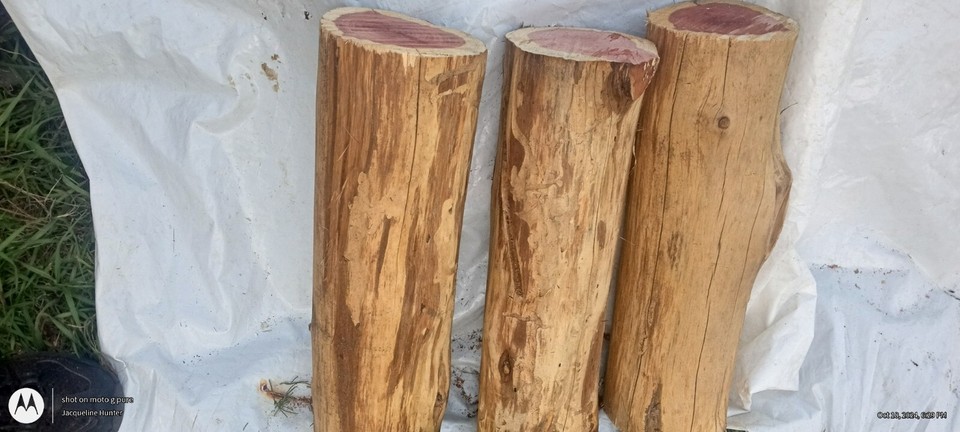 Eastern Red Cedar Logs , Perfect for Wood Carving Or Turning Craft Wood ...