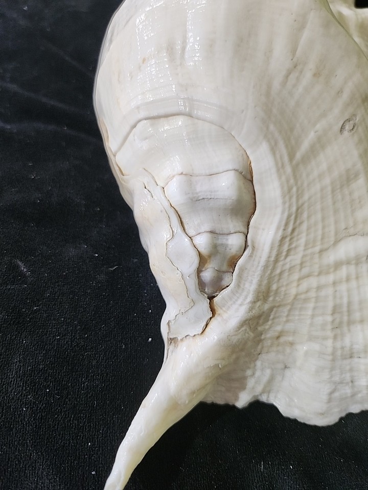 Large Spider Chiragra Conch Shell, Natural Seashell Coastal Aquarium ...