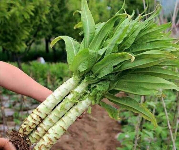 50 Samen Celtuce Spargelsalat, Wosun, chinesische Keule lettuce | eBay.de