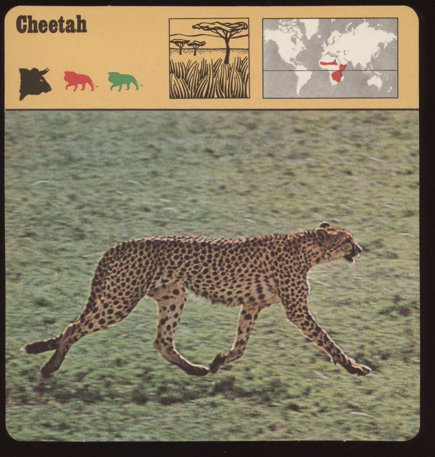 Cheetah Safari Cards Rencontre Mammals | eBay