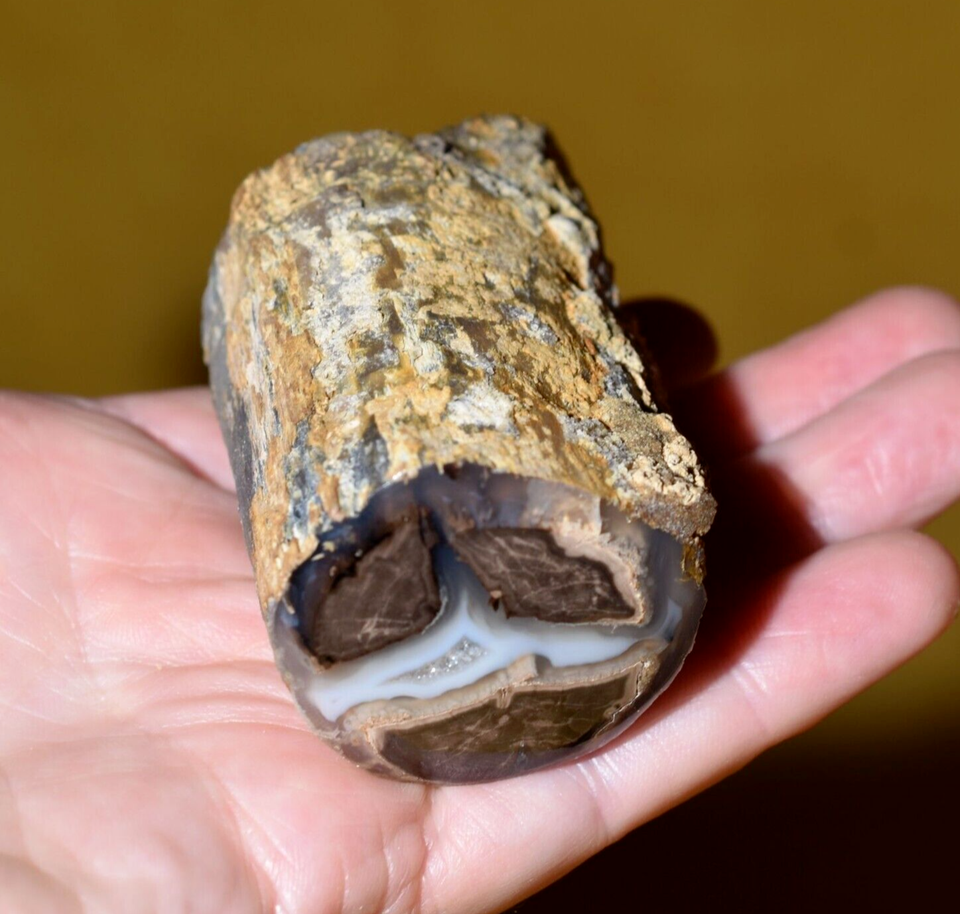 Amazing Blue Forest Agatized Petrified Eocene Wood Fossil Tree Limb ...