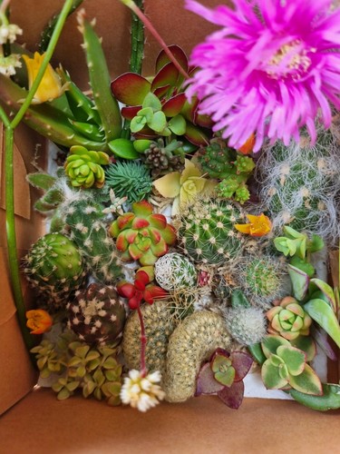 Cacti Cuttings Cactus Succulent Collectors Echinopsis Euphorbia Pack Mix Nov | eBay