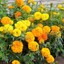 Crackerjack Mix Marigold Seeds | Non-GMO | Flower Seeds | Seed Store ...