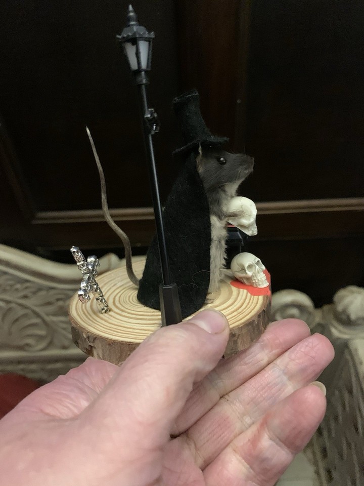 Taxidermy Vampire Mouse | eBay UK