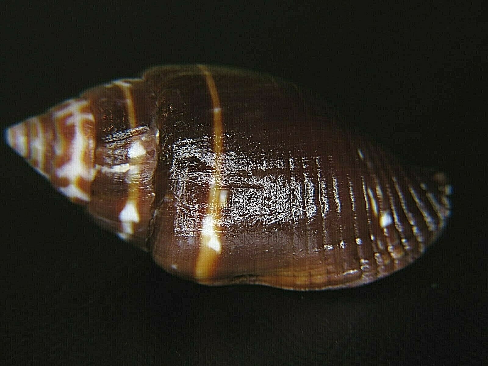 MITRA DECURTATA: THE LARGEST STRIGATELLA MITERS I'VE SEEN FROM FIJI @ 32.67MM! | eBay