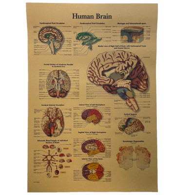 Brain Anatomy Poster Vintage Style Medical Anatomical Chart of Human ...