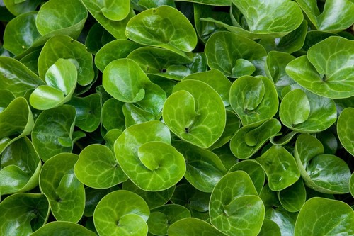 European Ginger - Asarum Europaeum Perennial Bare Root Live Garden ...