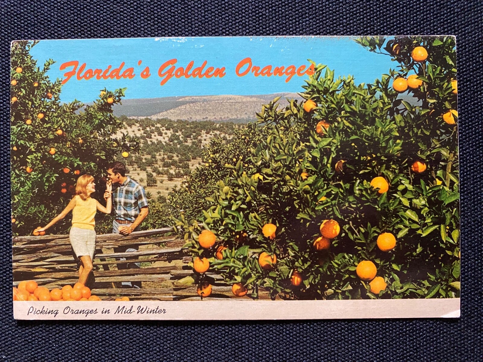 Vintage Postcard. Man and Woman Picking Florida Oranges in Winter. Fl Oranges. | eBay