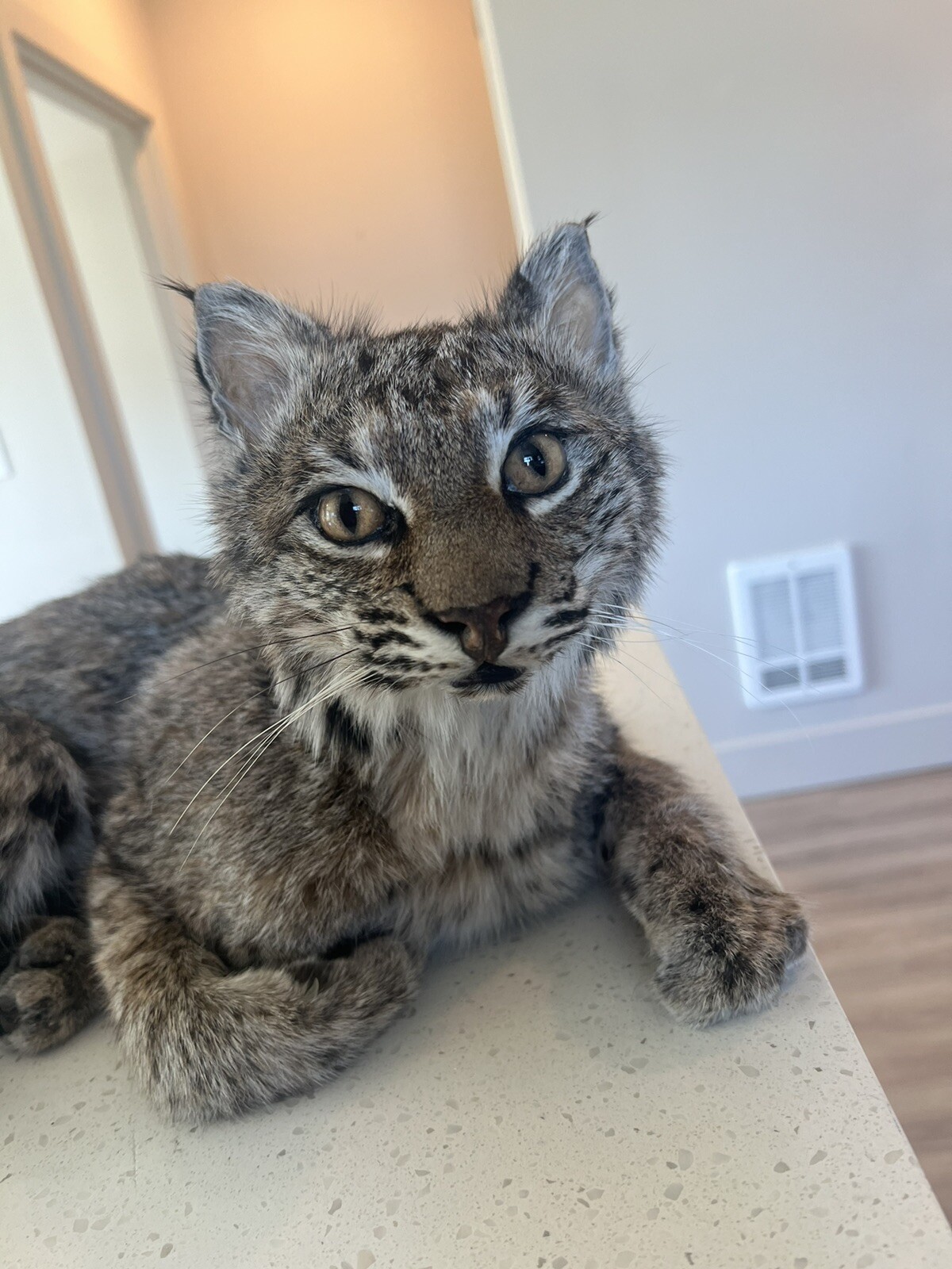 beautiful Juvenile real bobcat taxidermy mount museum quality | eBay