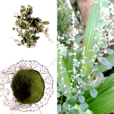 Dried Herbal Drink POLPALA leaves powder Aerva Lanata Kidneys Clean 25g ...