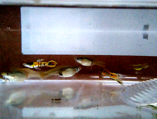 6 Tiger Endler Guppies Tropical Fish | eBay