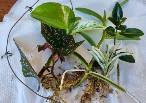 Indoor Plant Cuttings 5 Pack Collectors Philodendron Pothos Peperomia ...